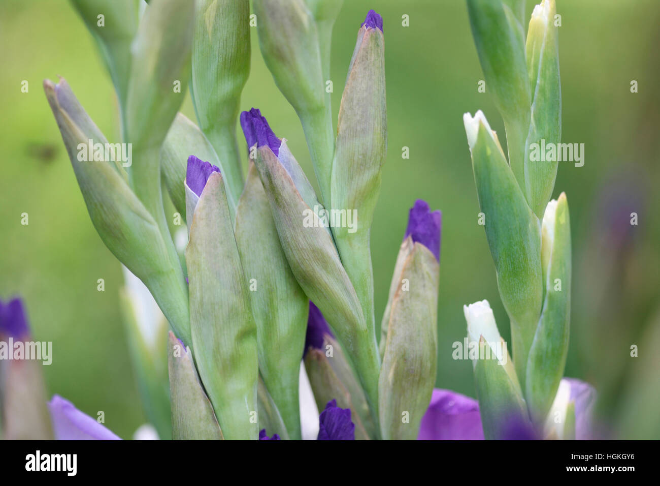 touching gladioli flowering stems, closed flower buds Jane Ann Butler ...