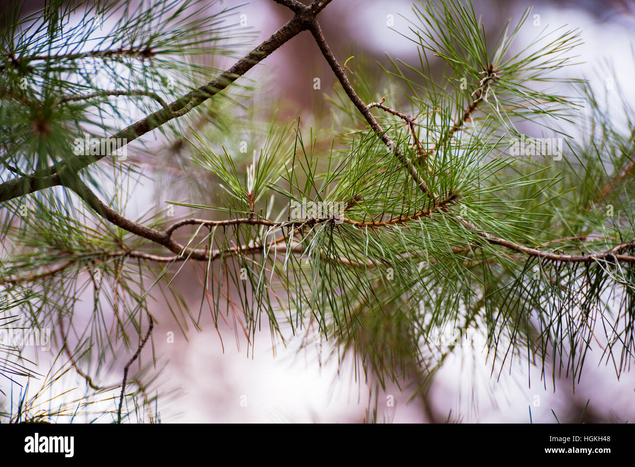 pine tree branches isolated in a forest environment Stock Photo - Alamy