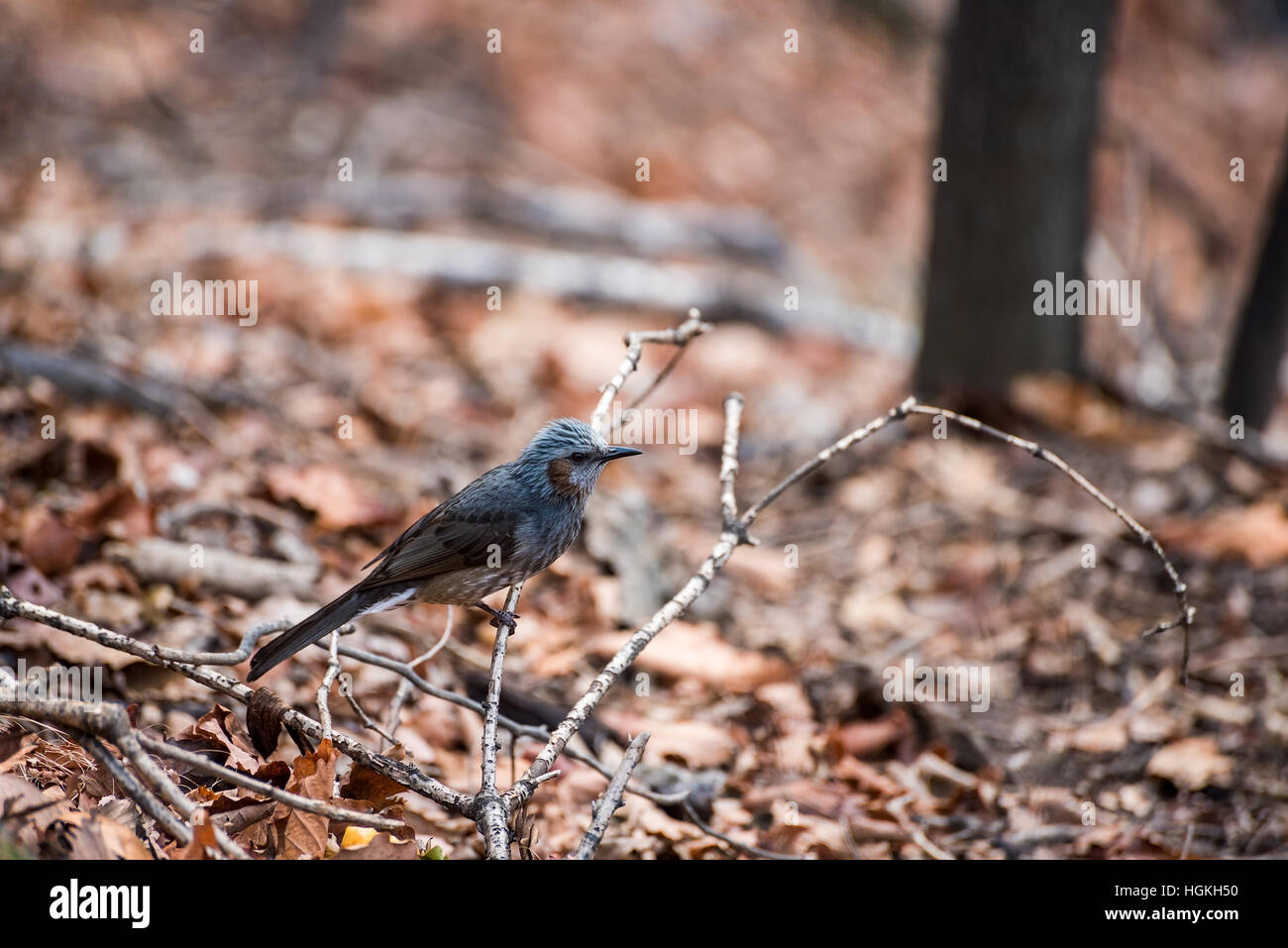 bird sitting on a branch alone in a forest setting Stock Photo - Alamy