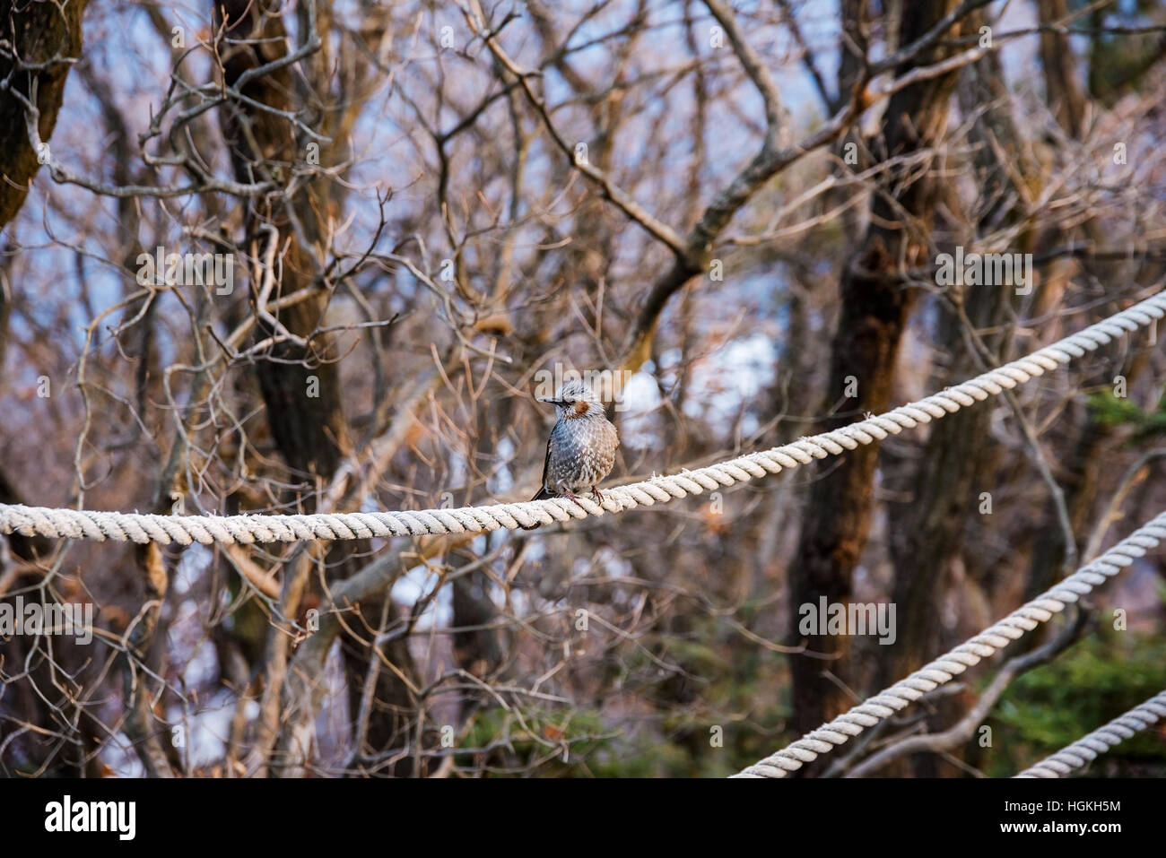 bird sitting on a rope in a forest Stock Photo - Alamy
