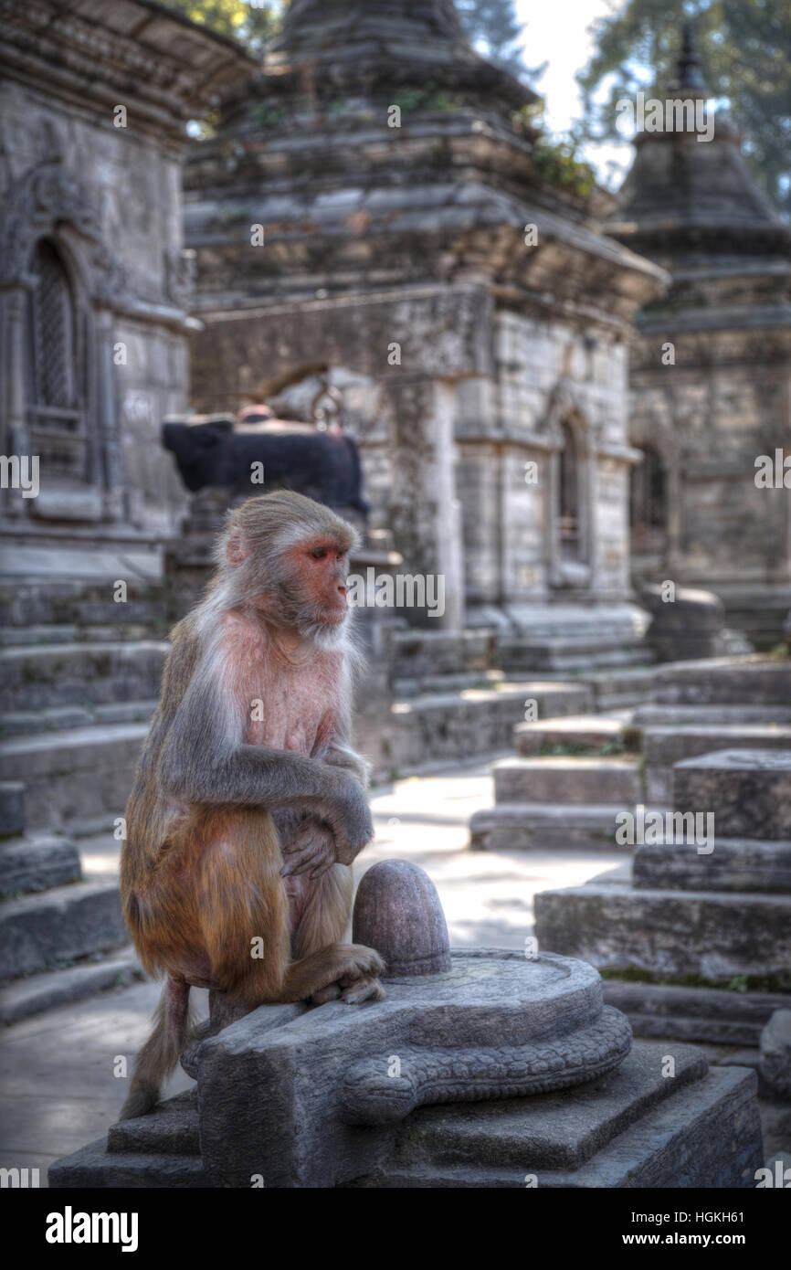 Monkeys Pashupatinath Temple Kathmandu Nepal High Resolution Stock ...