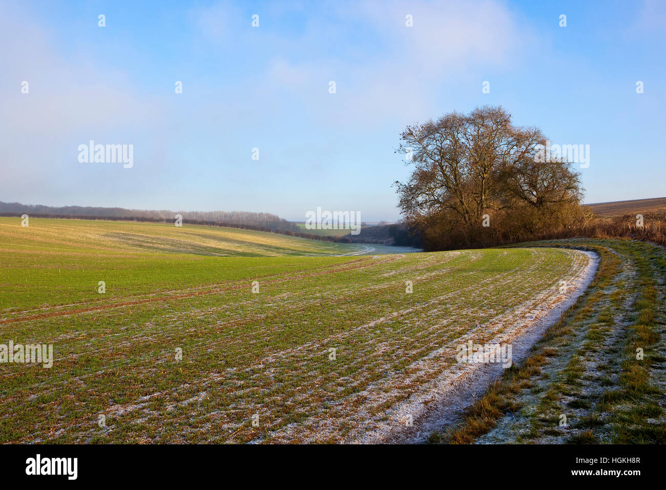 Patchwork winter wheat hi-res stock photography and images - Alamy
