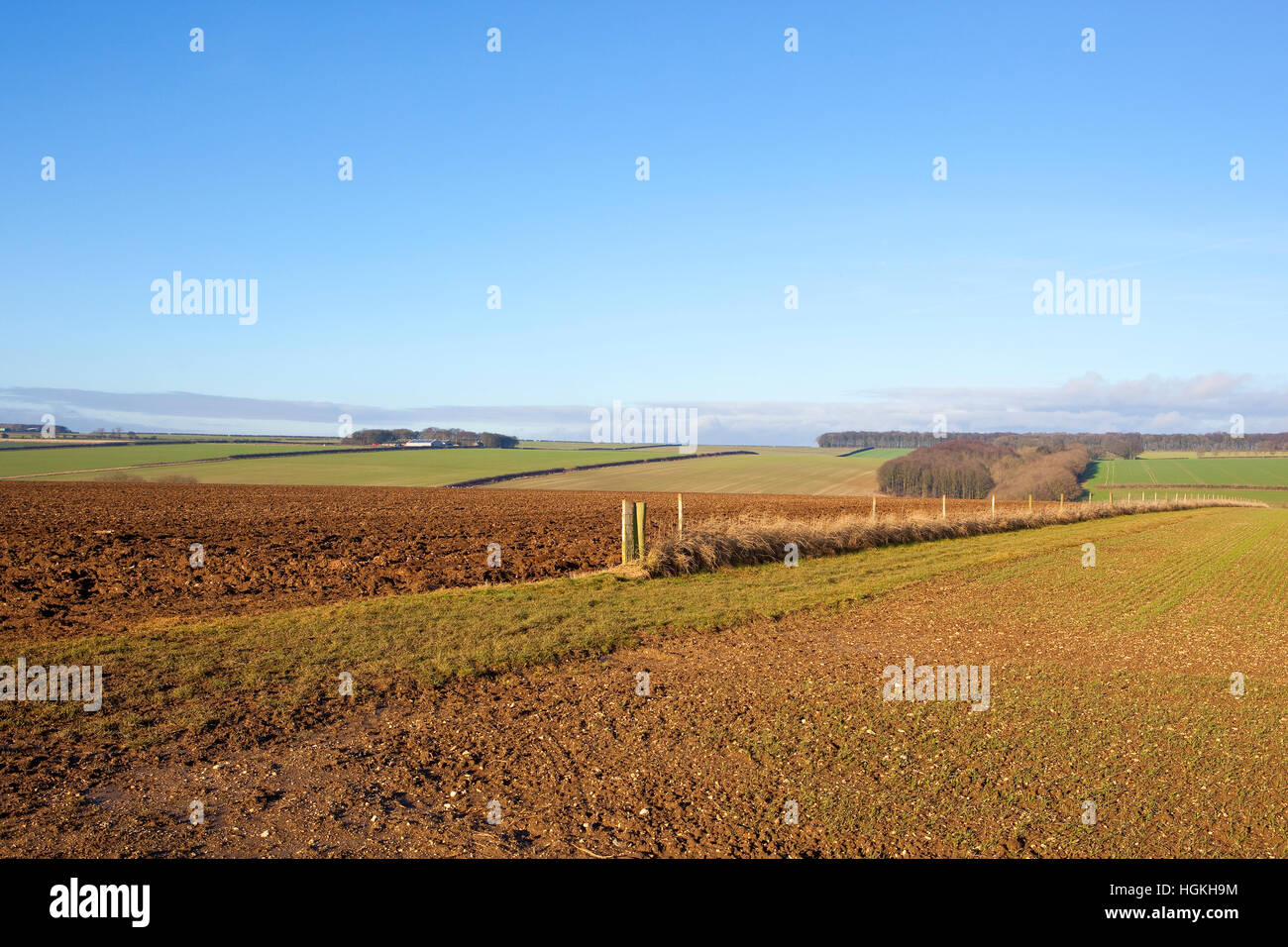 Patchwork winter wheat hi-res stock photography and images - Alamy