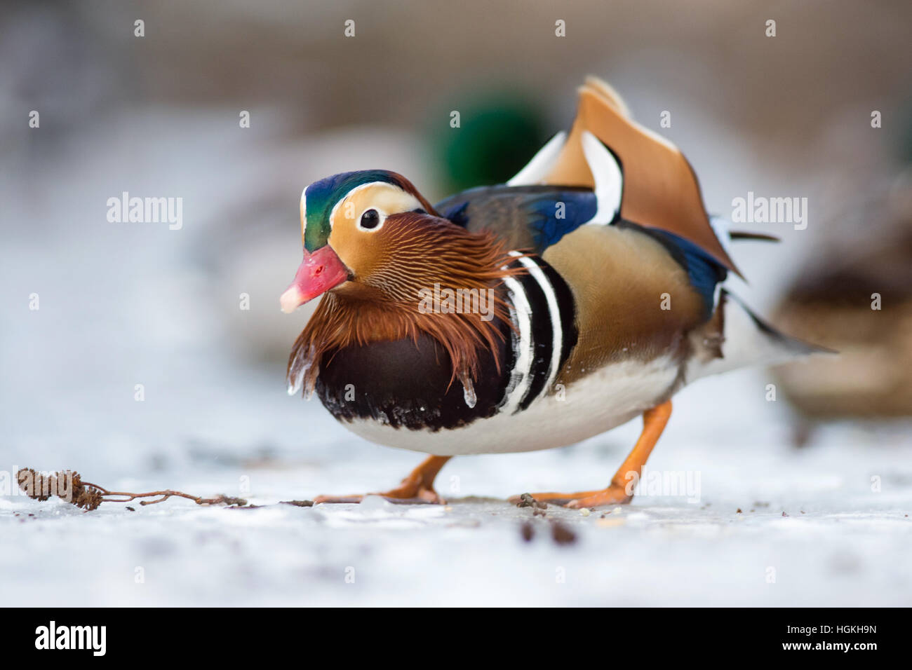 Mandarin duck in snow hi-res stock photography and images - Alamy