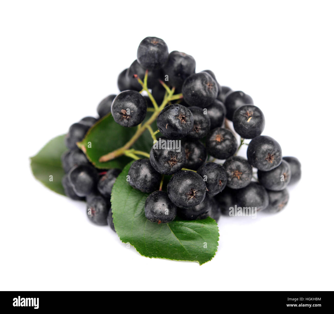 chokeberry in closeup on a white Stock Photo - Alamy