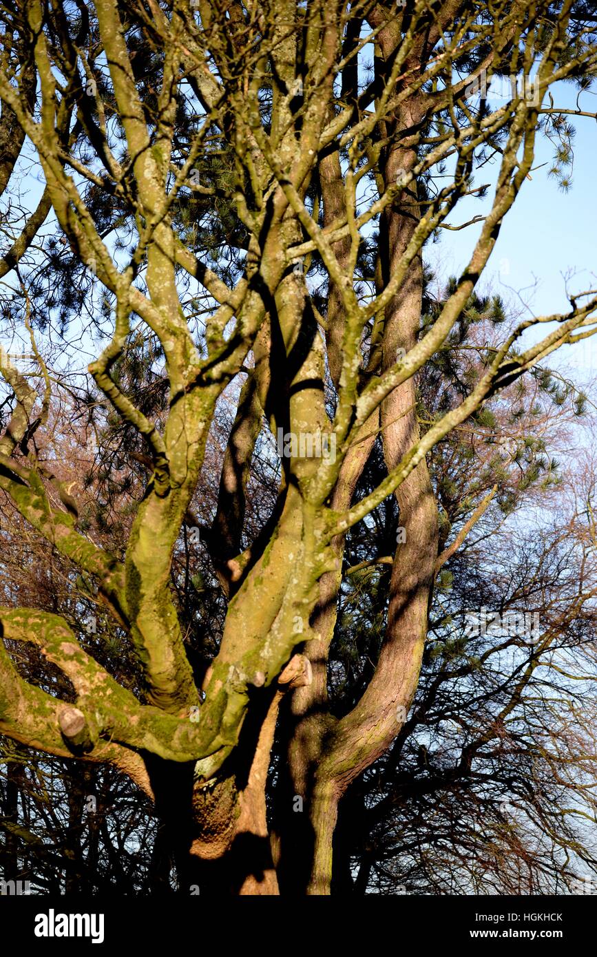 Sunlit Tree in Winter Stock Photo - Alamy