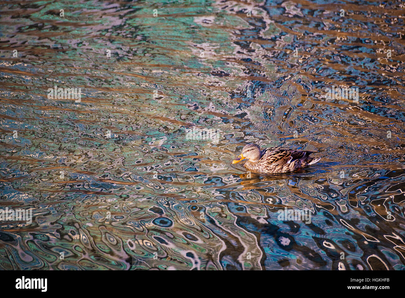 Alone duck hi-res stock photography and images - Alamy