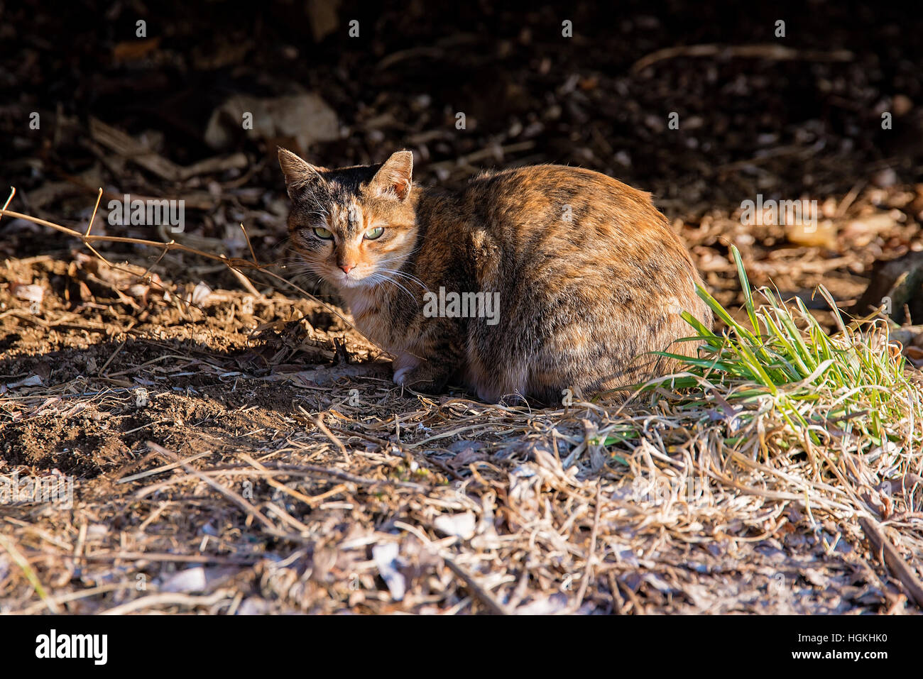 Cat in the forest hi-res stock photography and images - Alamy