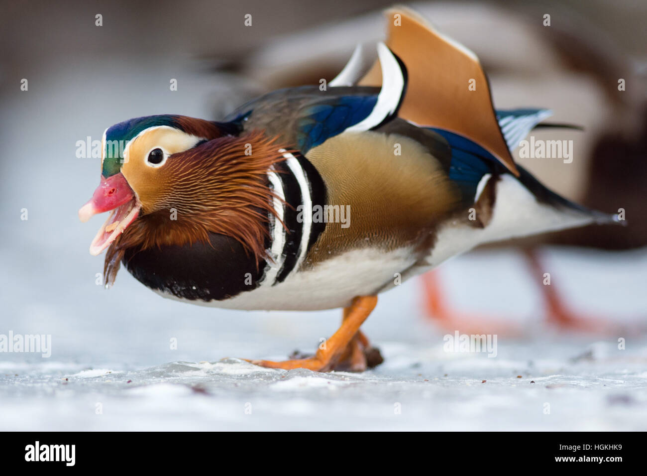 Beautiful mandarin duck on the frozen lake in a park Stock Photo - Alamy