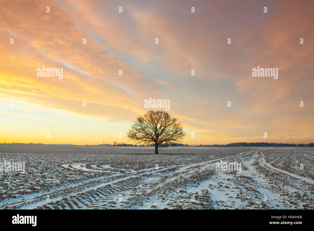 Lonely tree on the field in the frosty morning. Amazing winter ...