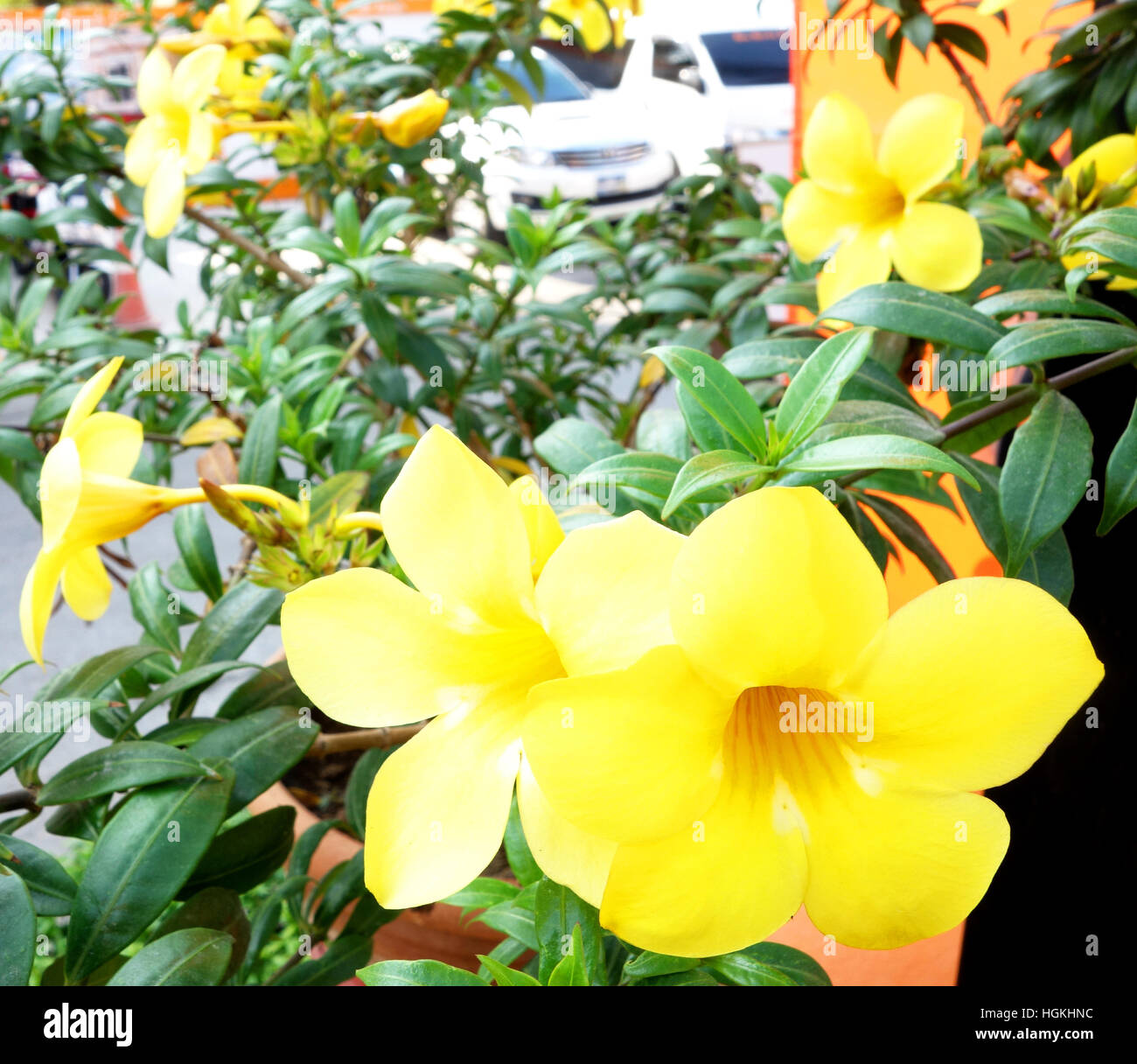 yellow flowers close up Stock Photo - Alamy