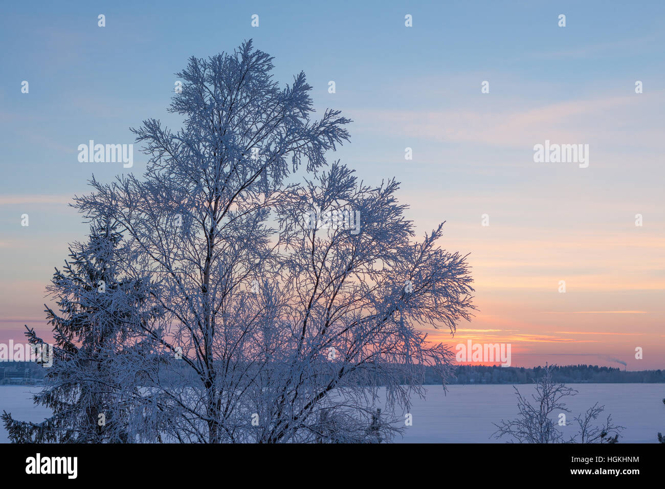 Frozen tree branches Stock Photo - Alamy