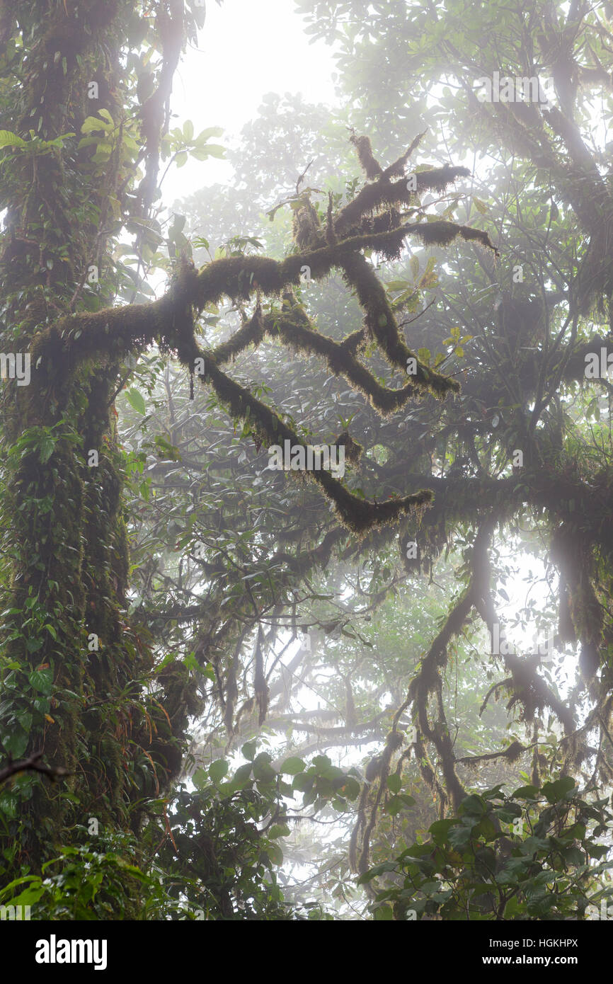 Moist Rainforest High Resolution Stock Photography and Images - Alamy