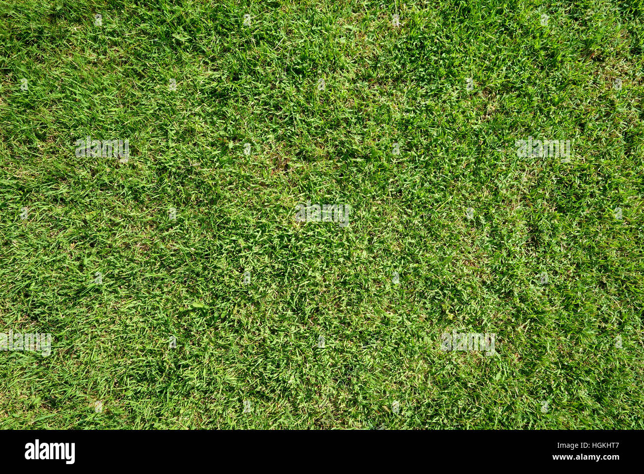 Green grass background close-up Stock Photo - Alamy