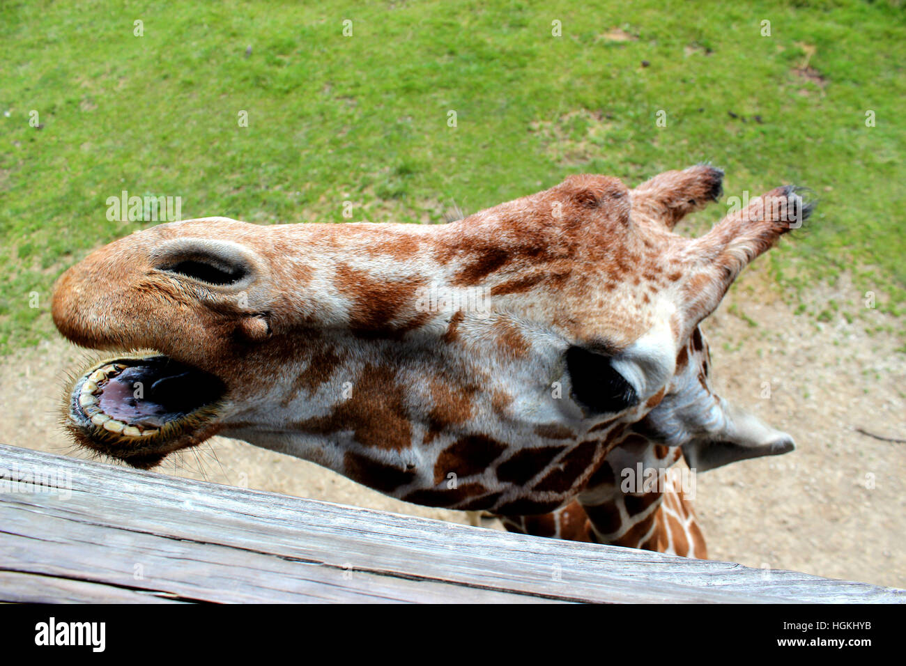 Giraffe teeth hi-res stock photography and images - Alamy