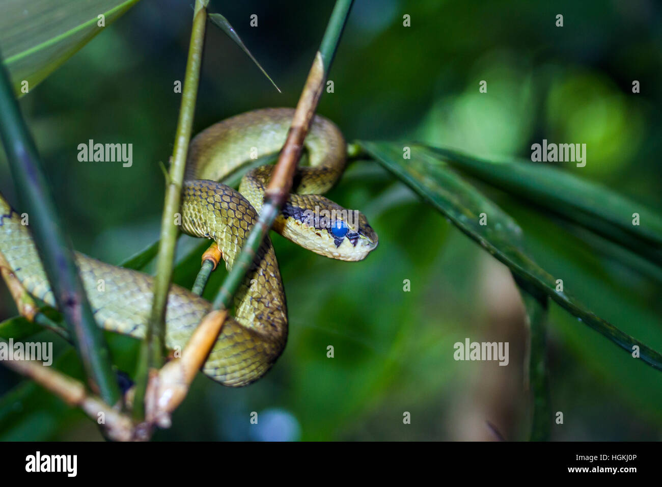 Sri lanka pit viper in Sinharaja rain forest nature reserve, Sri Lanka ...