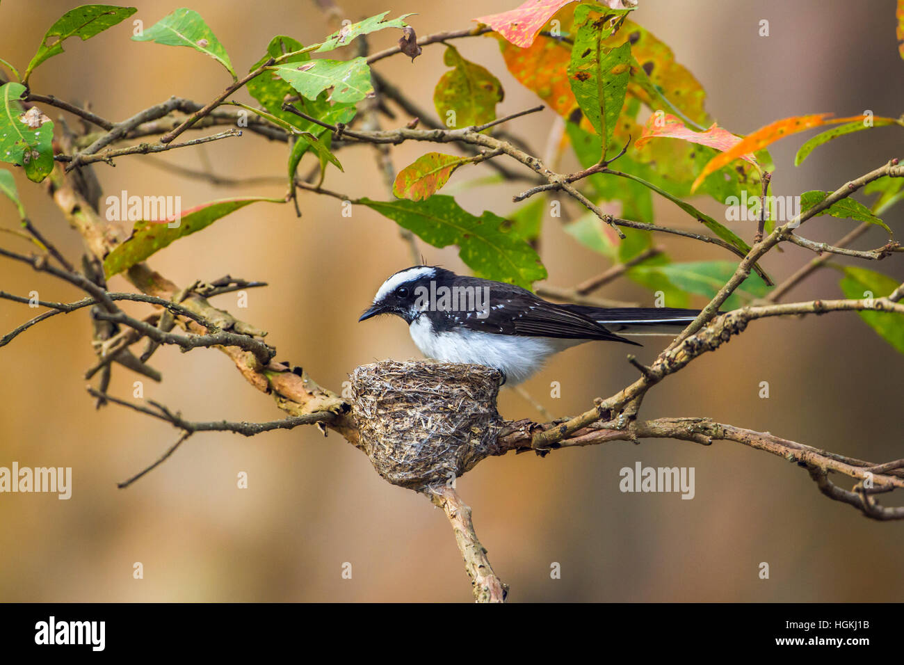 White-browed fantail flycatcher in Uda Walawe national park, Sri Lanka ...