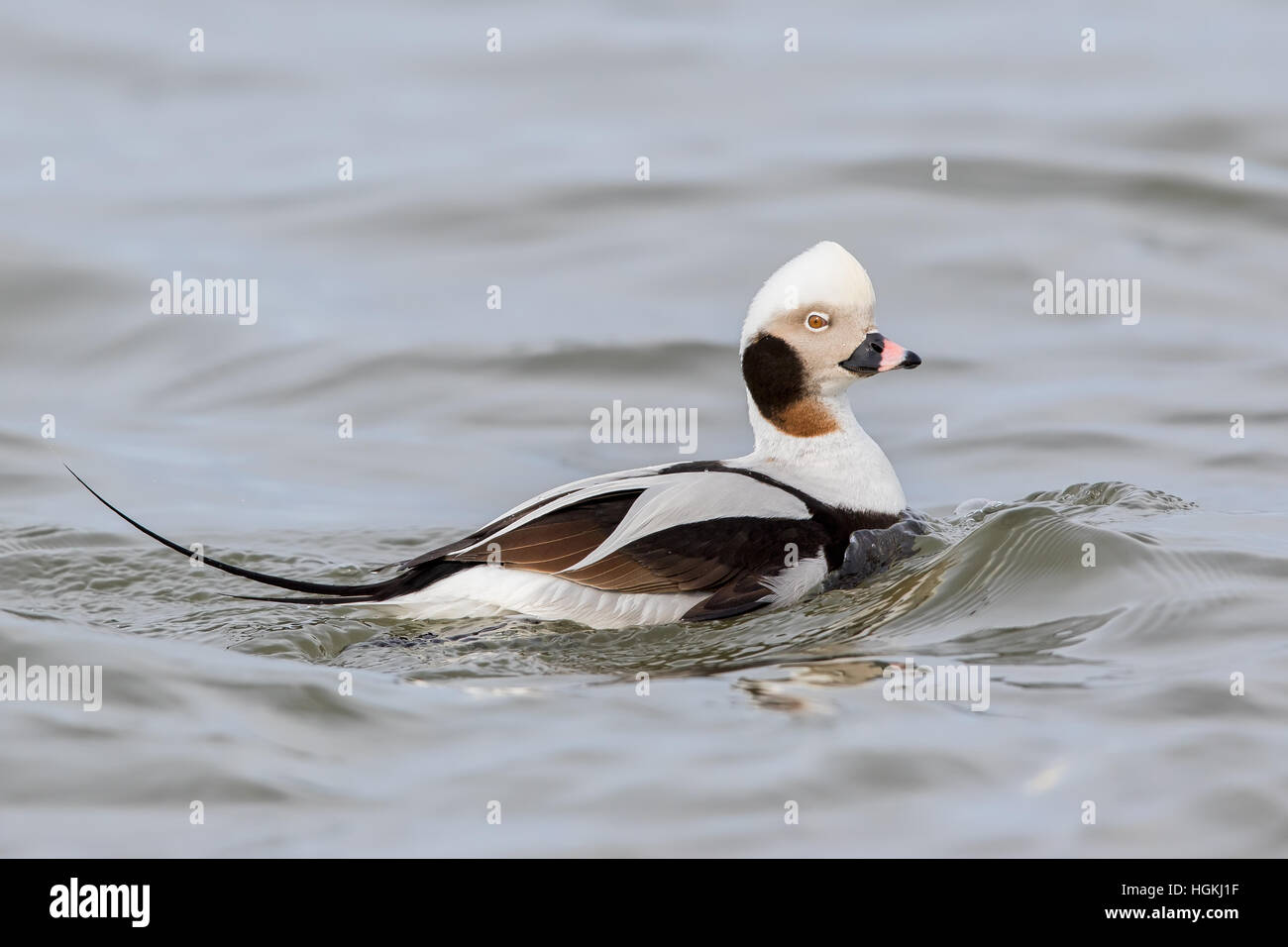 Drake long tailed duck hi-res stock photography and images - Alamy