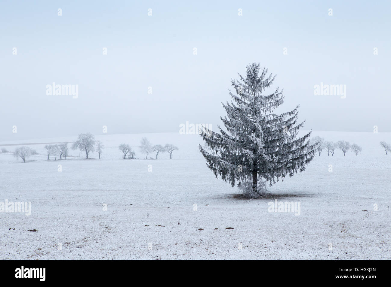 One spruce tree hi-res stock photography and images - Alamy