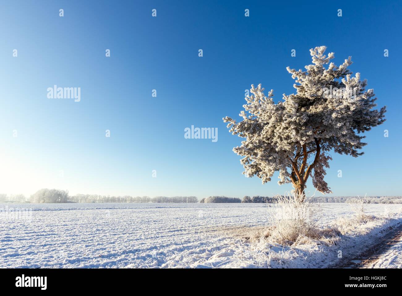 Horizontal photo with winter scene landscape. Single pine tree which is ...