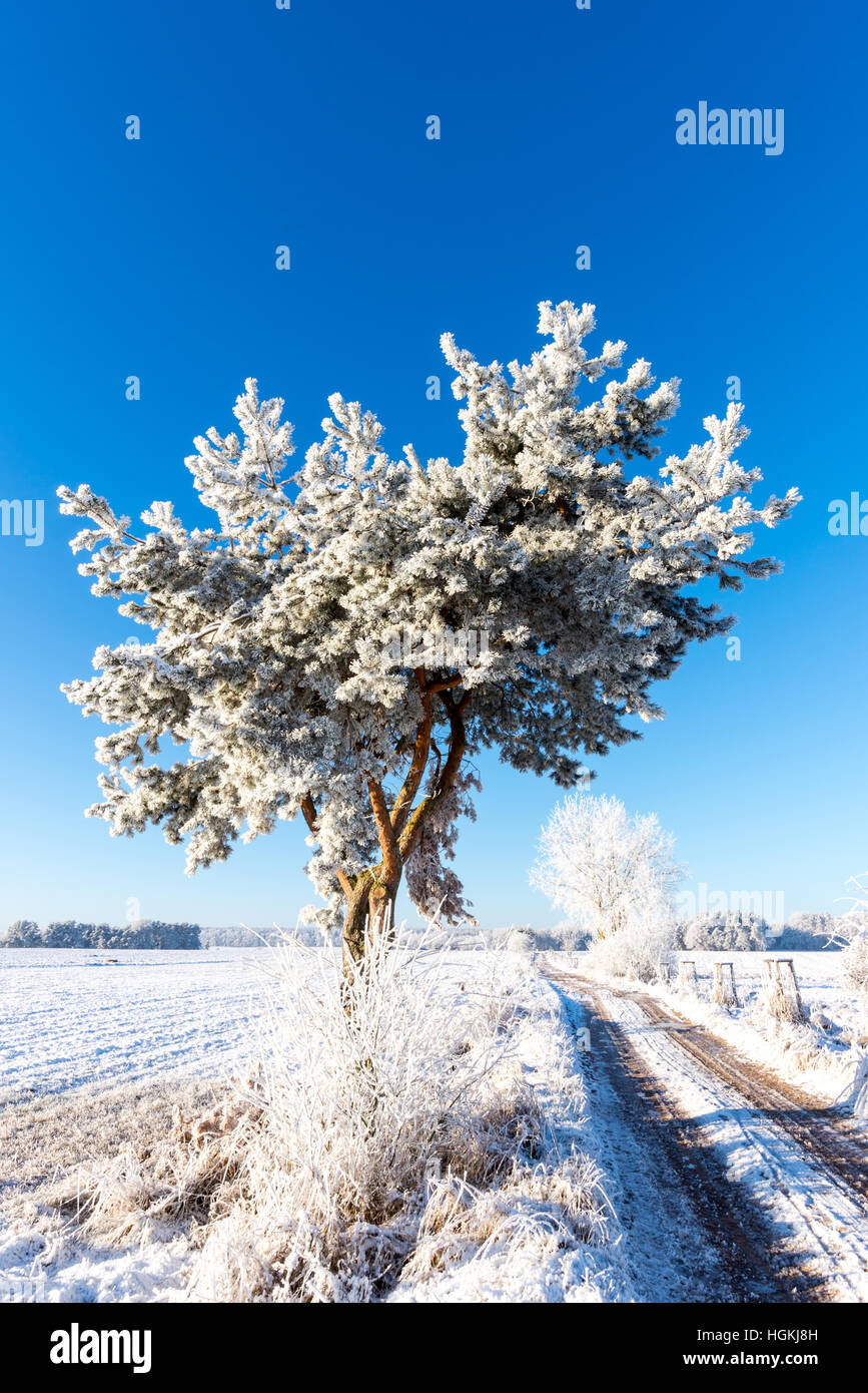 Vertical photo with winter scene landscape. Single pine tree which is ...