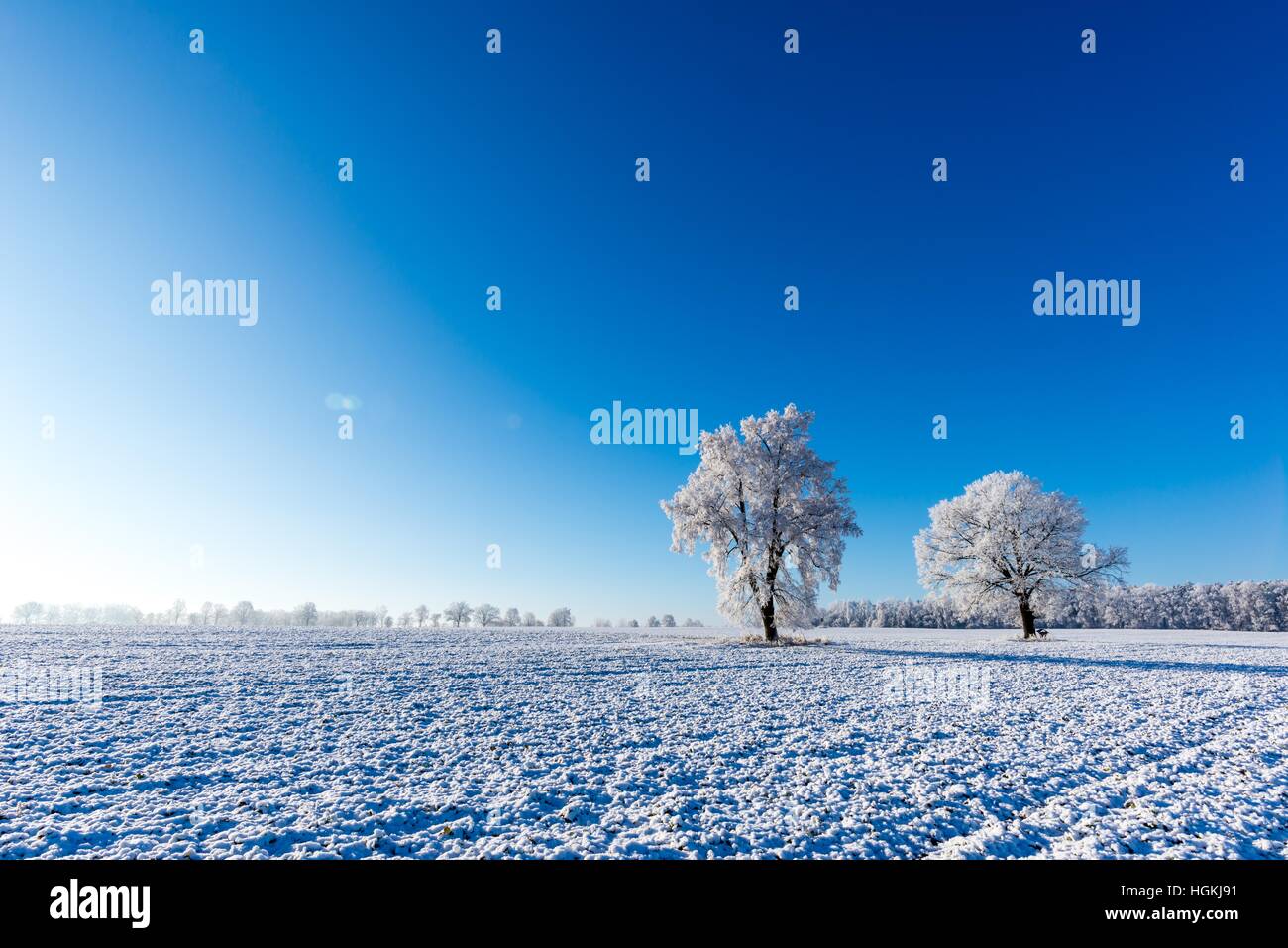 Horizontal photo with winter scene landscape. Two trees grow lonely in ...