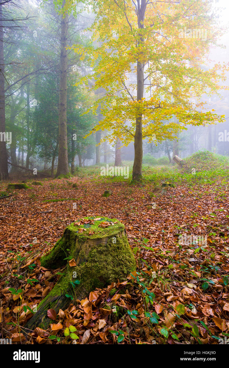 Autumn mist in woodland on the Quantock Hills near Nether Stowey ...