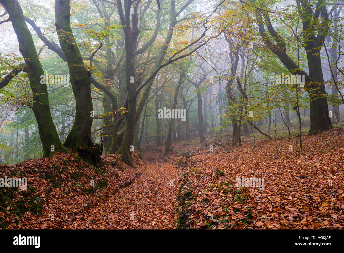 Autumn mist in woodland on the Quantock Hills near Nether Stowey ...