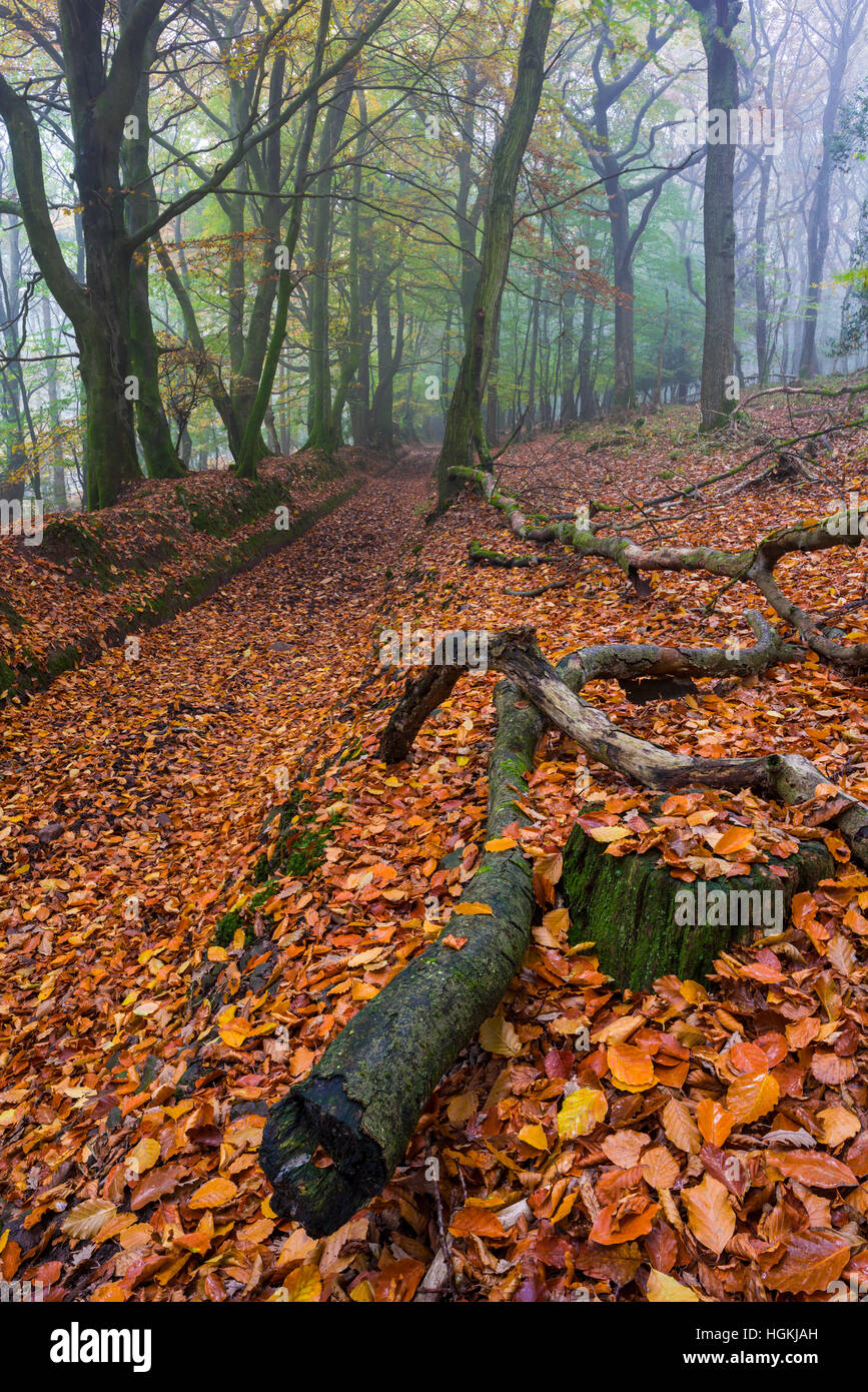 Autumn mist in woodland on the Quantock Hills near Nether Stowey ...
