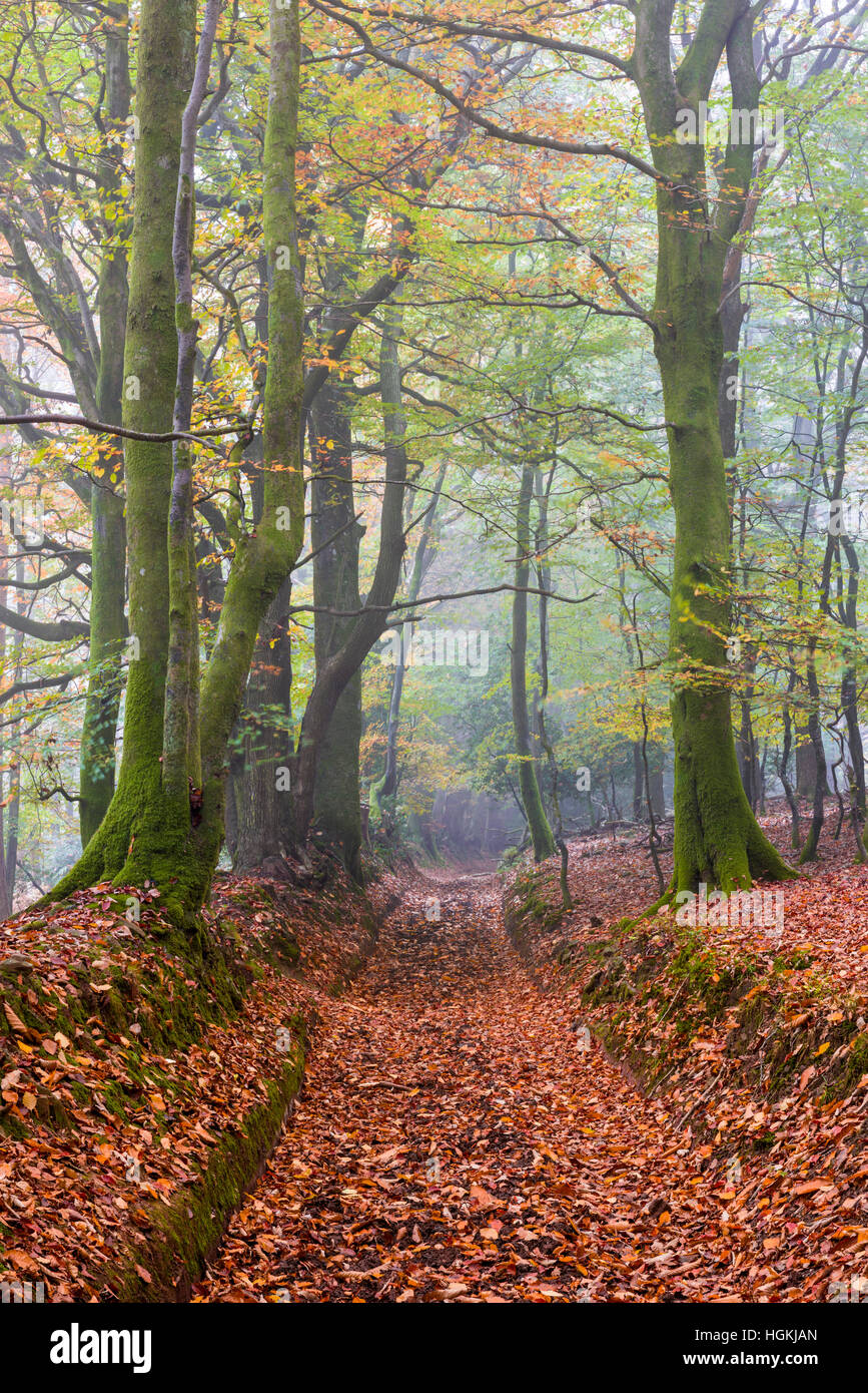 Autumn mist in woodland on the Quantock Hills near Nether Stowey ...