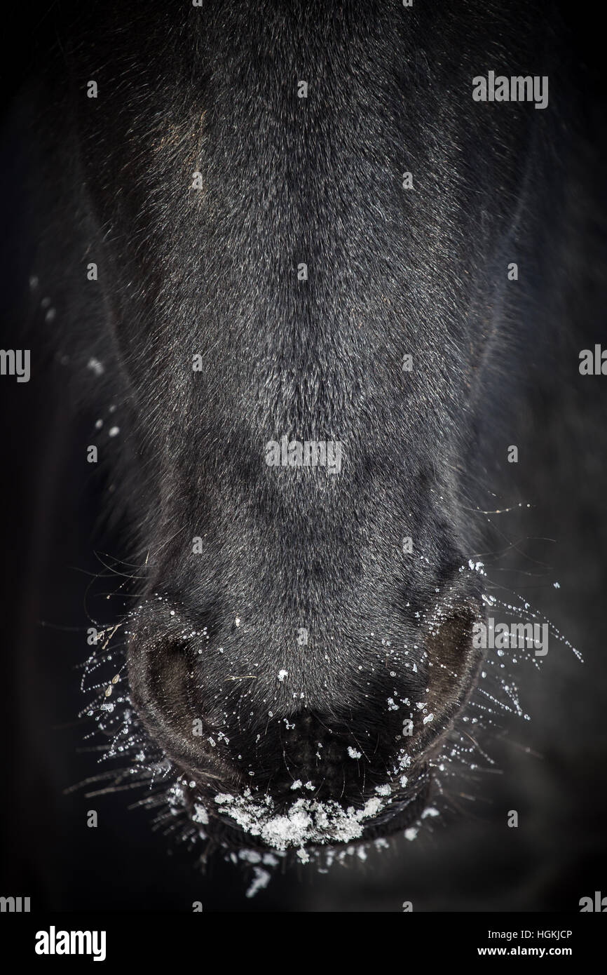 Nostrils of friesian horse in to snow close up Stock Photo - Alamy