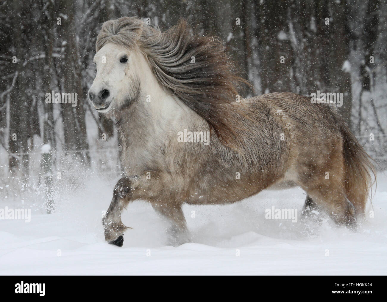A dapple grey Icelandic horse mare charges through the snow Stock Photo ...