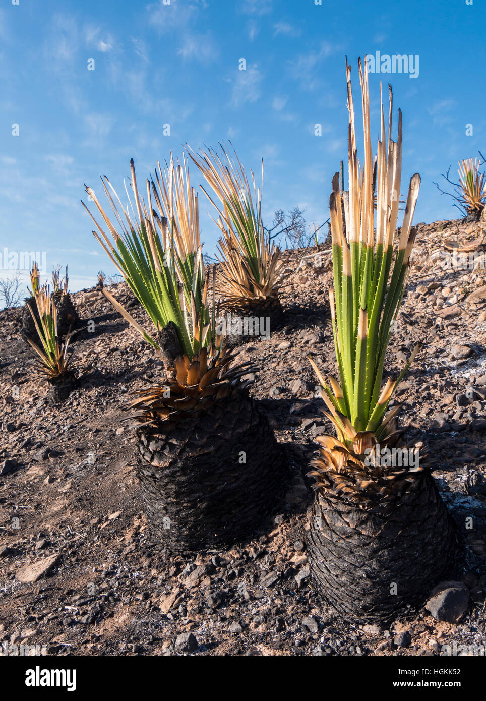Sotol hi-res stock photography and images - Alamy