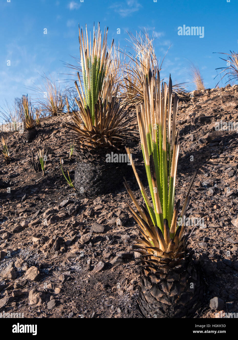 Sotol hi-res stock photography and images - Alamy