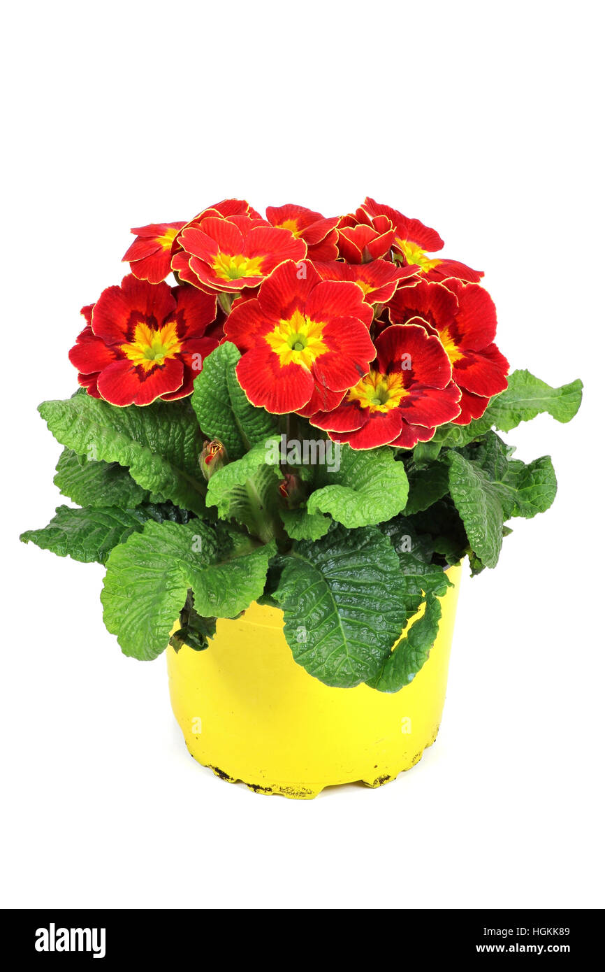 primrose isolated on white background Stock Photo - Alamy