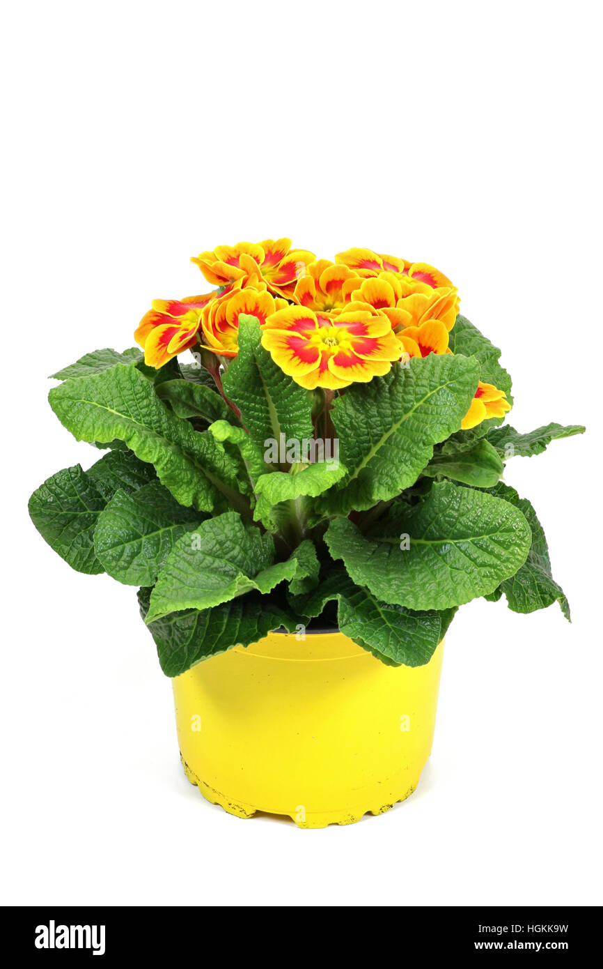 primrose isolated on white background Stock Photo - Alamy