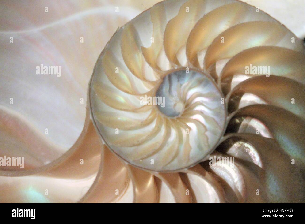 nautilus shell fibonacci pattern in cross section nautilus shell ...