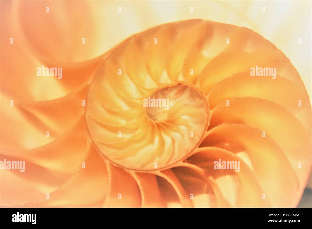 nautilus shell fibonacci pattern in cross section nautilus shell ...