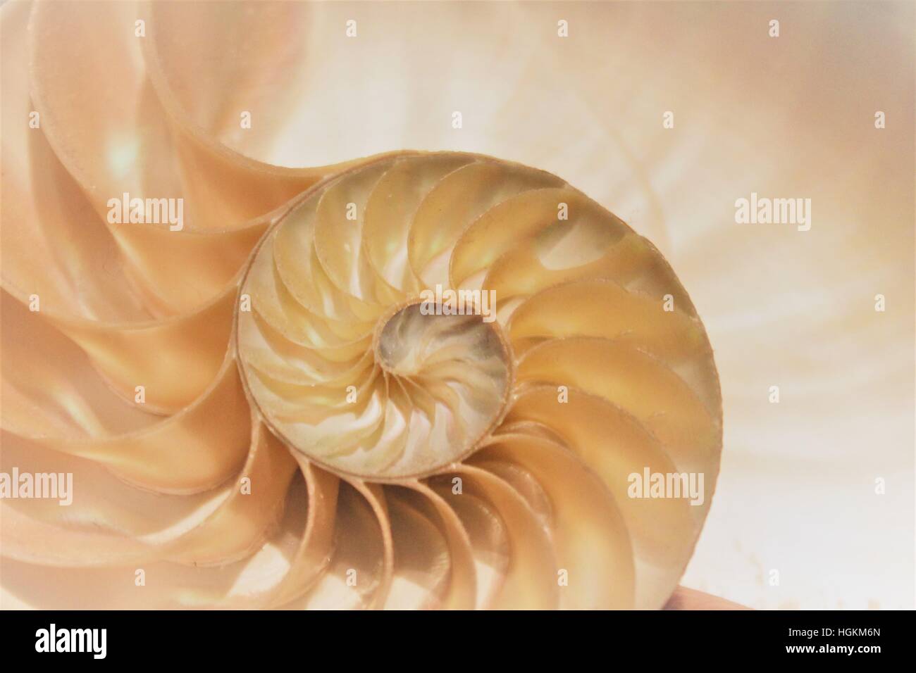 nautilus shell fibonacci pattern in cross section nautilus shell ...