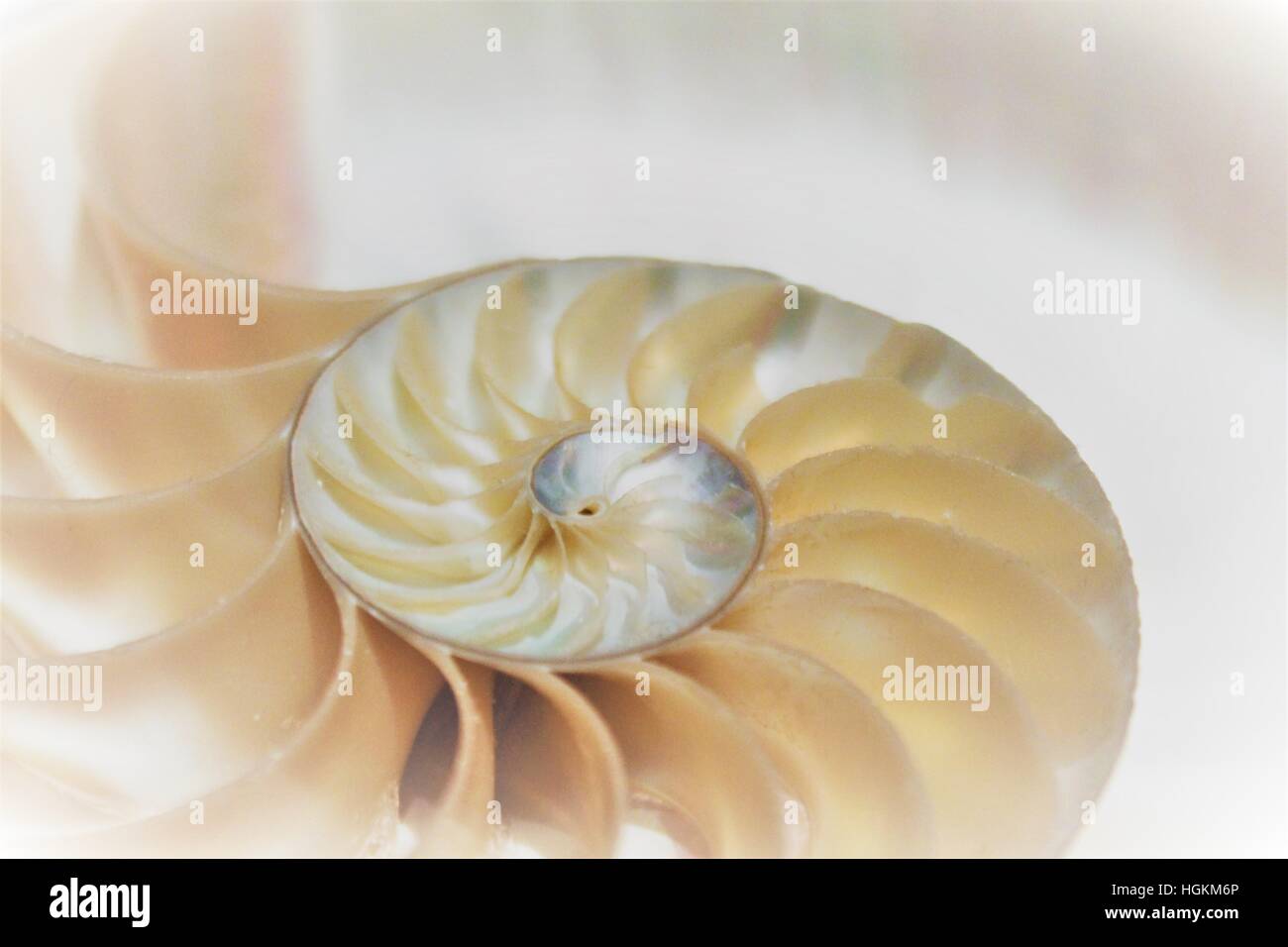 nautilus shell fibonacci pattern in cross section nautilus shell ...