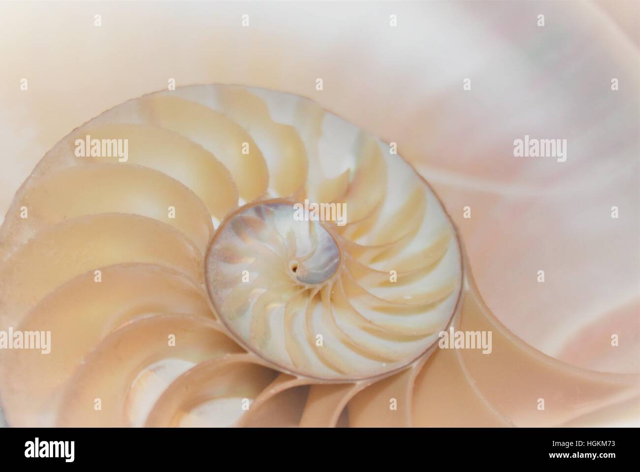 nautilus shell fibonacci pattern in cross section nautilus shell ...