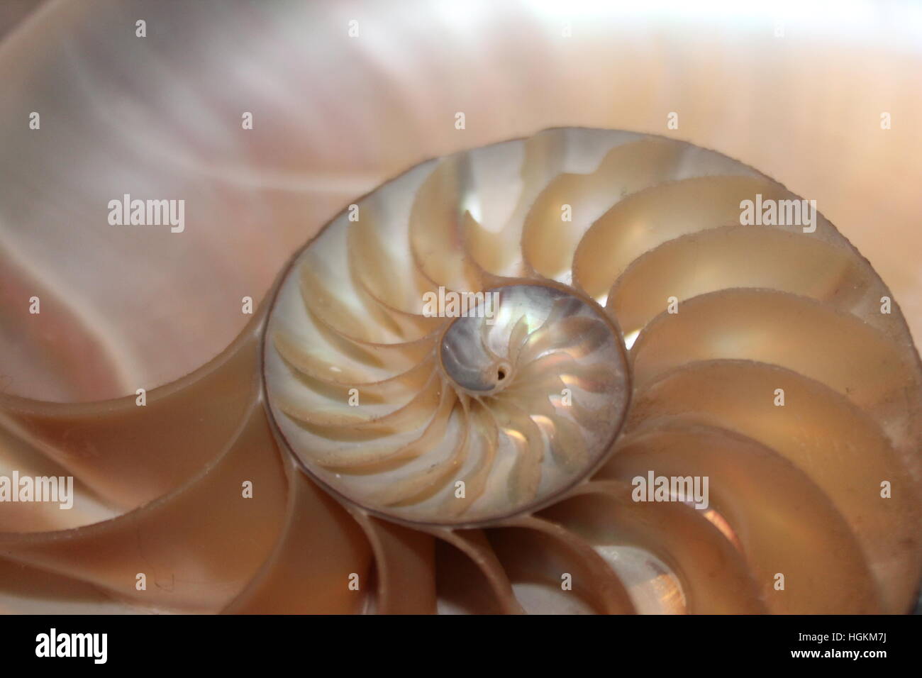 nautilus shell fibonacci pattern in cross section nautilus shell ...