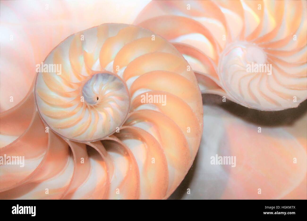nautilus shell fibonacci pattern in cross section nautilus shell ...