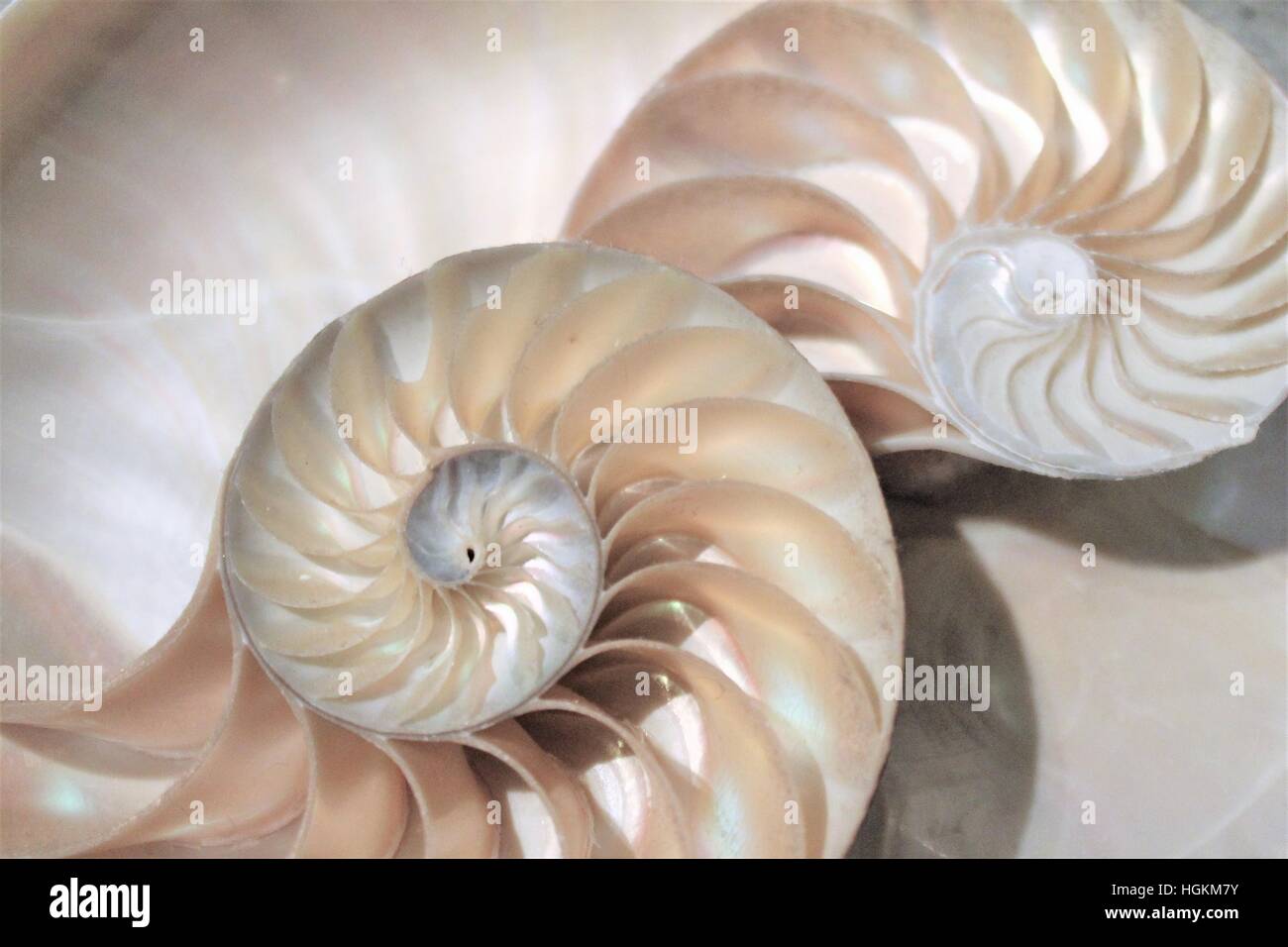 nautilus shell fibonacci pattern in cross section nautilus shell ...