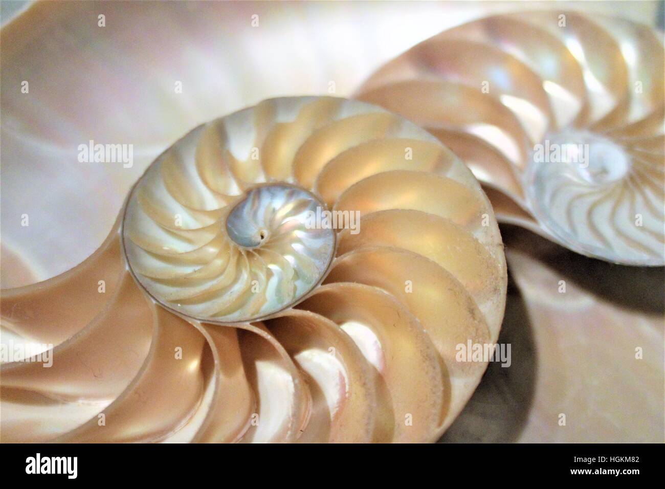 nautilus shell fibonacci pattern in cross section nautilus shell ...