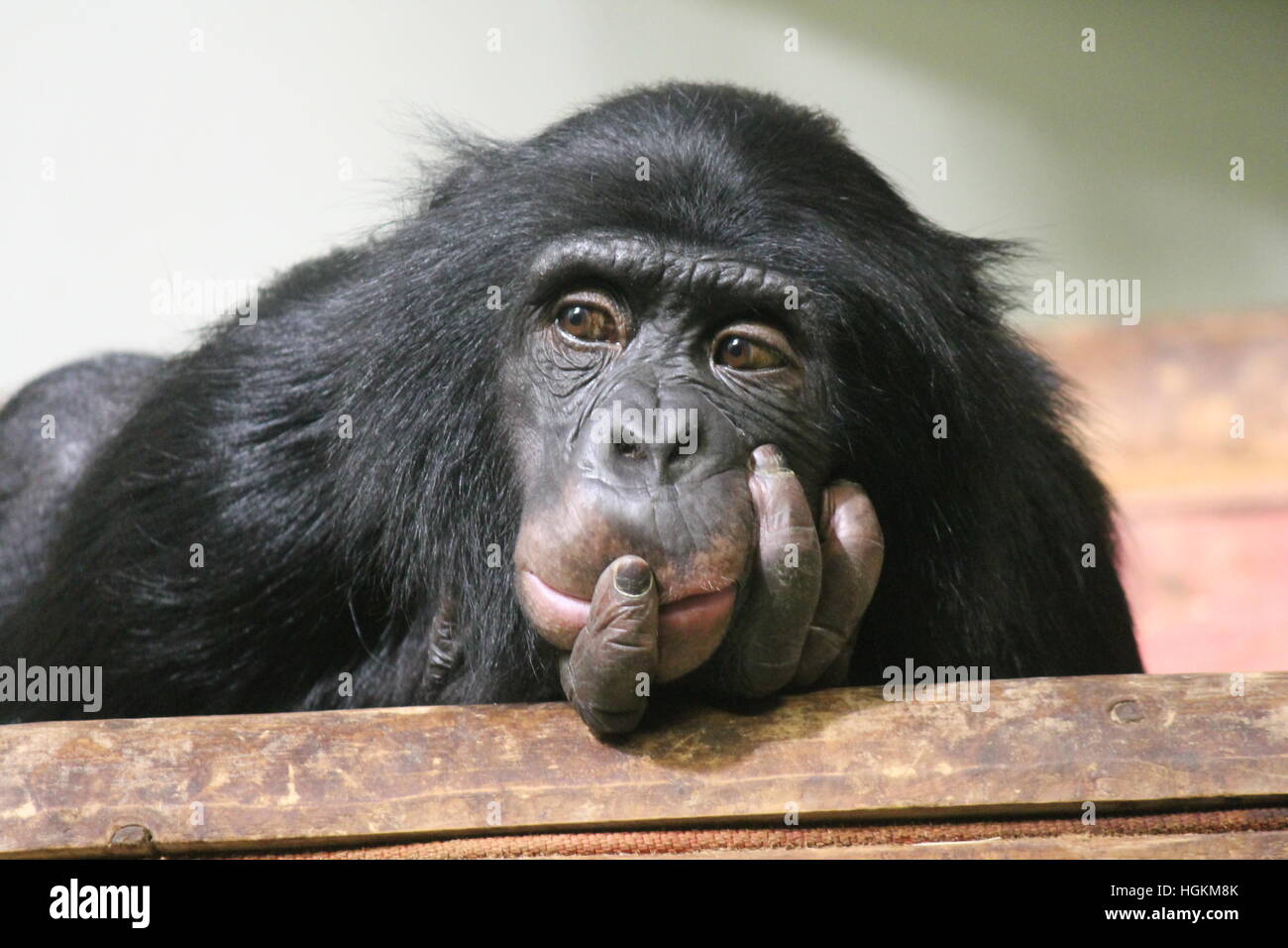 Chimp hand out hi-res stock photography and images - Alamy