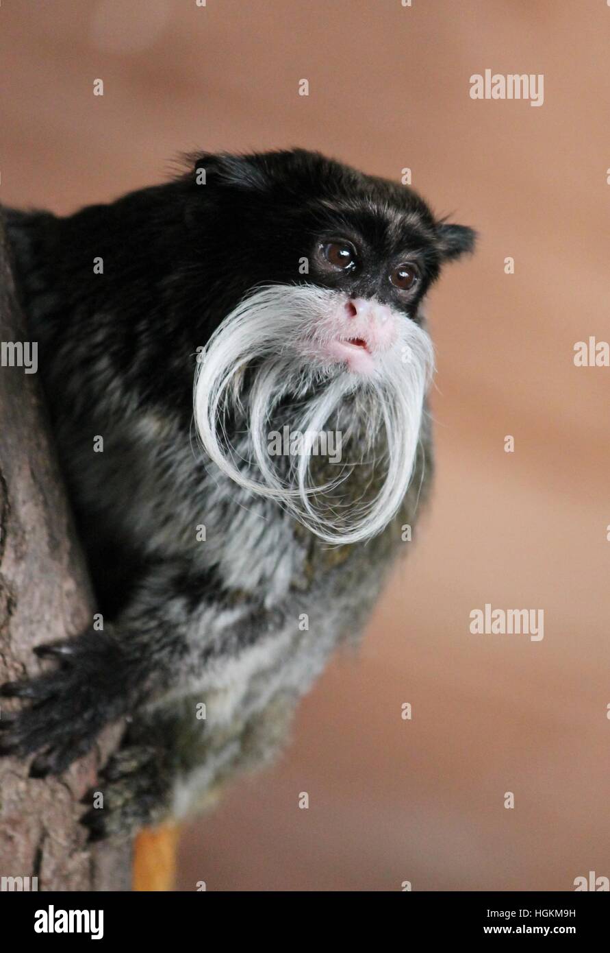 Cheeky Emperor Tamarin monkey climbing tree and coming to investigate ...