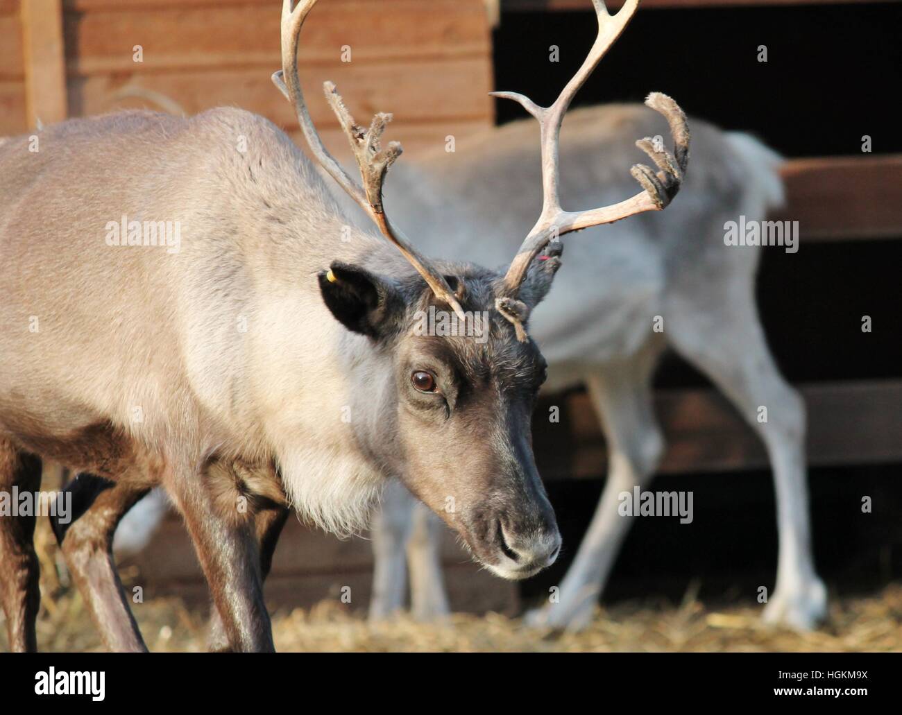 reindeer shaggy Male with antlers with peeling velvet stock photo ...