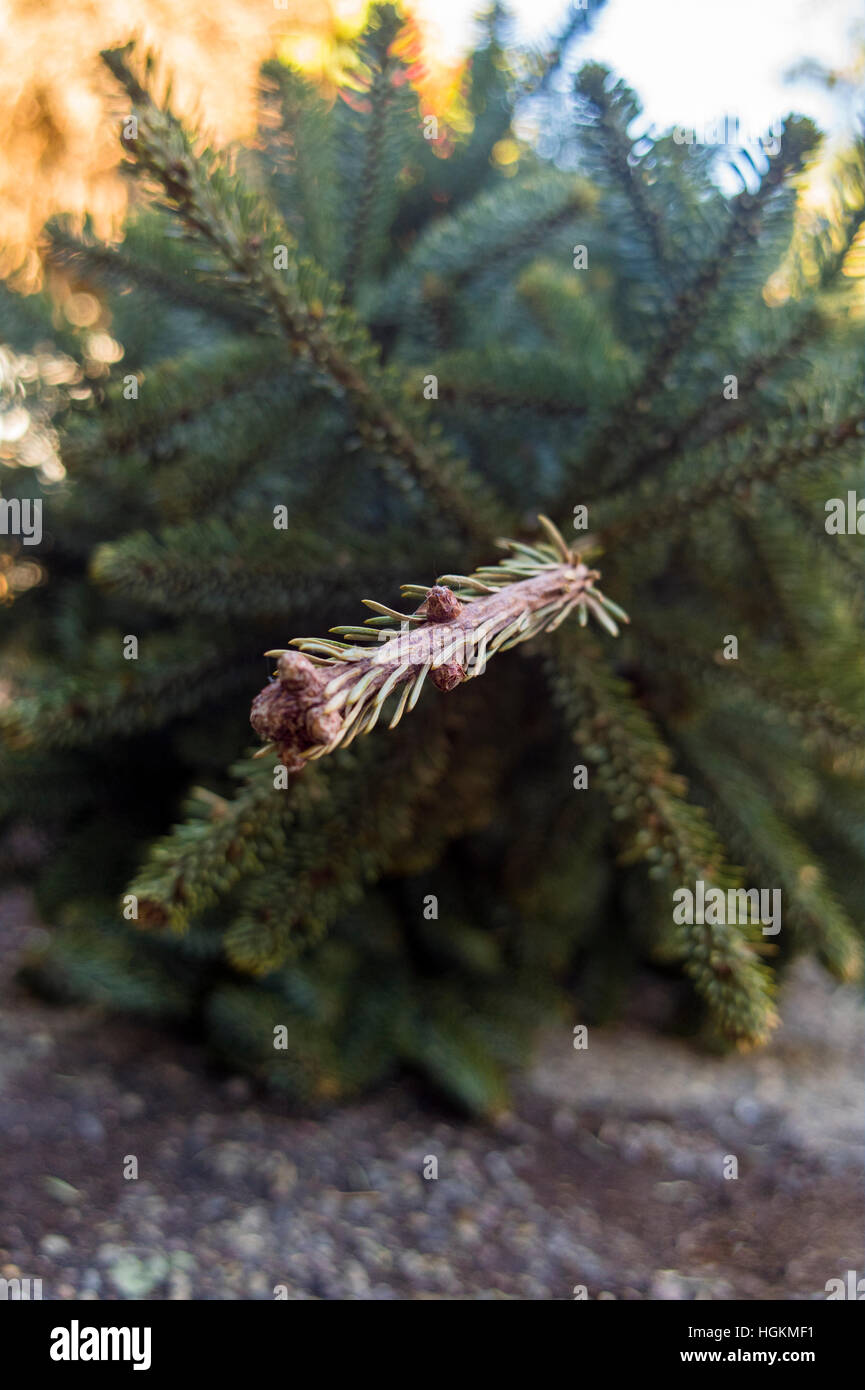 Dying fir tree hi-res stock photography and images - Alamy