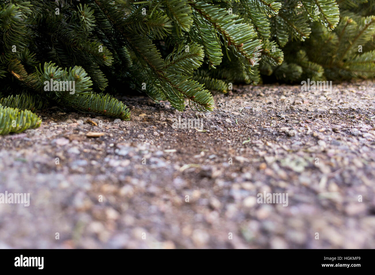 Old discarded Christmas tree Stock Photo - Alamy